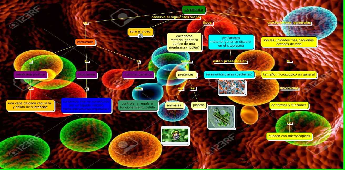 mapa conceptual - que es la celula